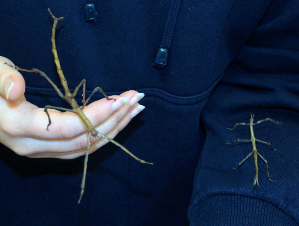 YES students design and build enclosures for invertebrates | Youth ...